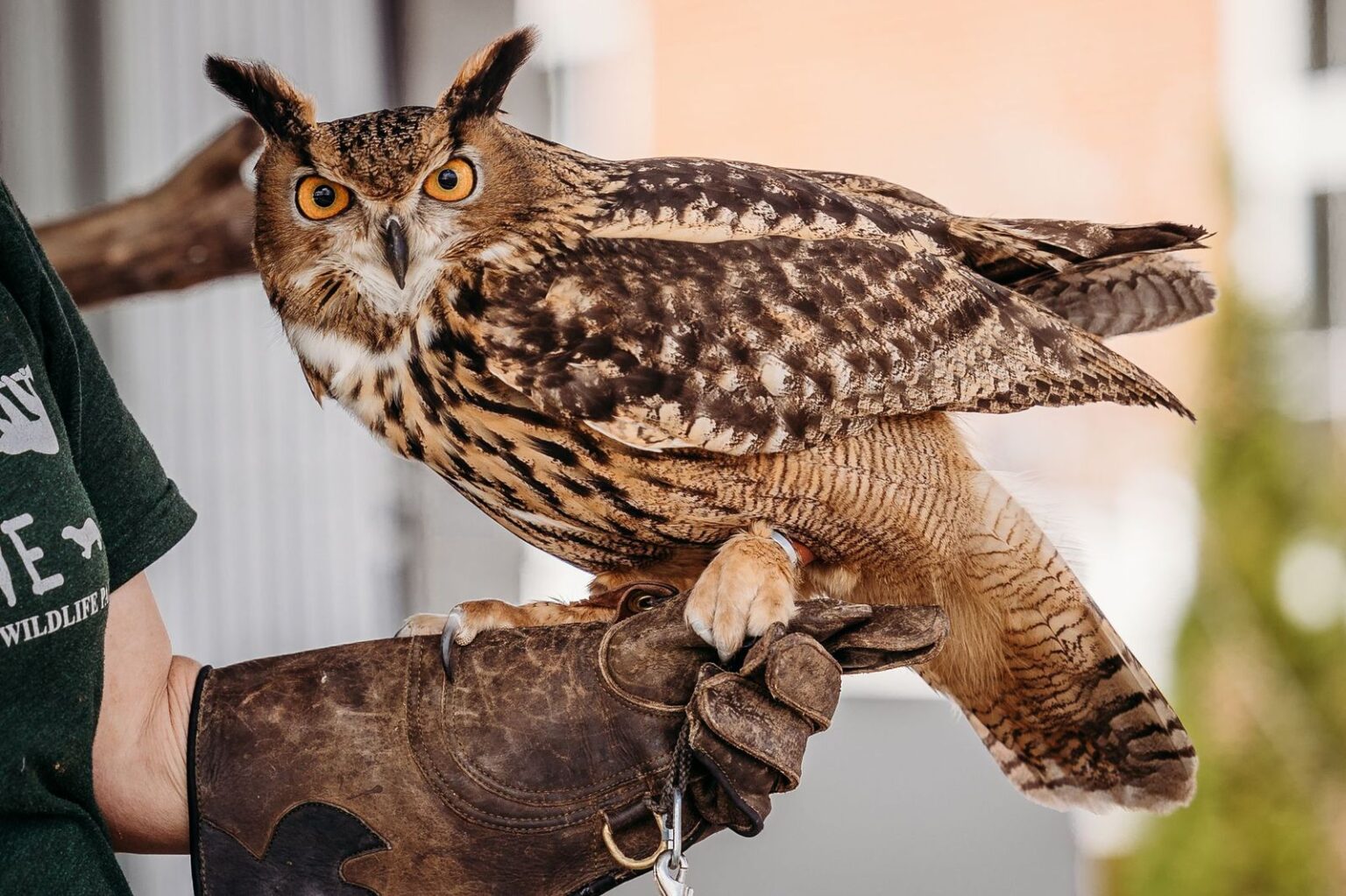 Etowah Wildlife Expo